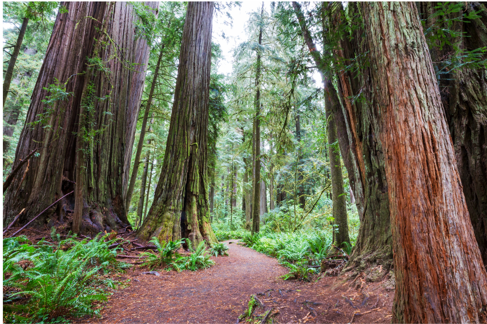 A Case for Bringing Back the Coast Redwood - Teravana